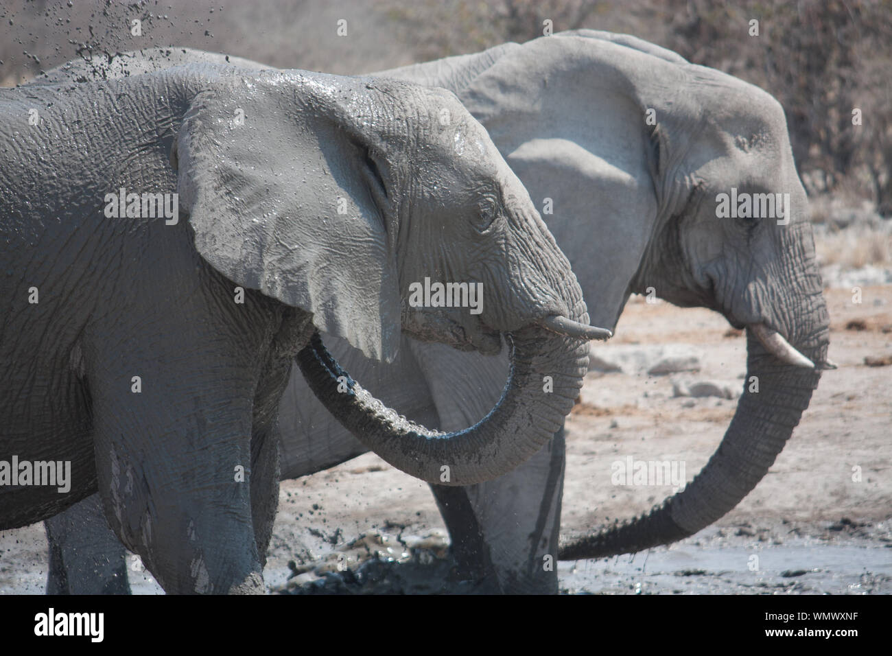 Elephants portrait hi-res stock photography and images - Alamy