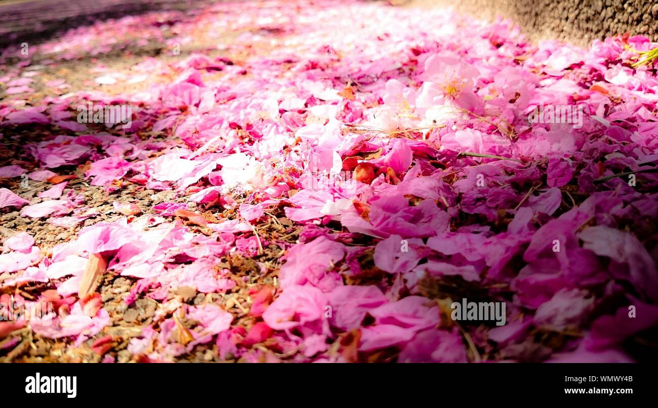 Petal Falling High Resolution Stock Photography and Images - Alamy