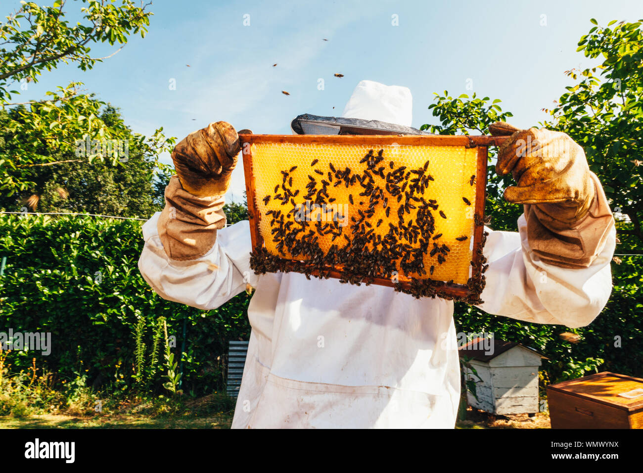 Man bees hi-res stock photography and images - Alamy