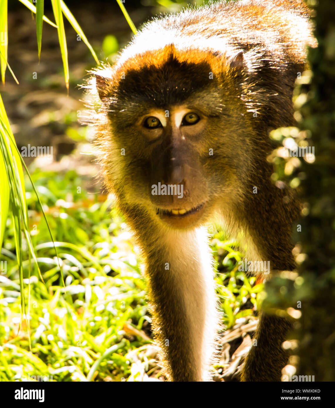 Wild philippines monkey hi-res stock photography and images - Alamy