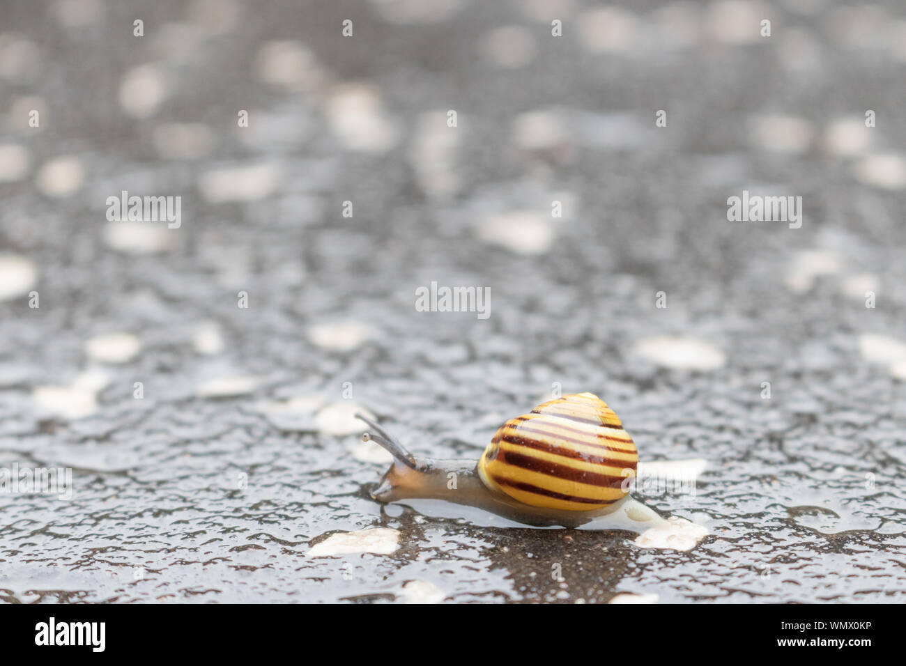 Snail in rainy weather hi-res stock photography and images - Alamy