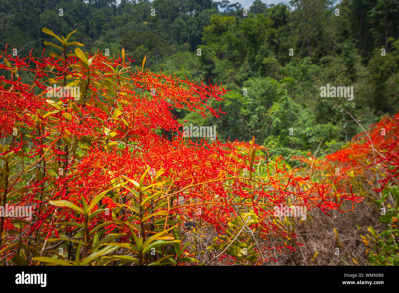 Renanthera hi-res stock photography and images - Alamy