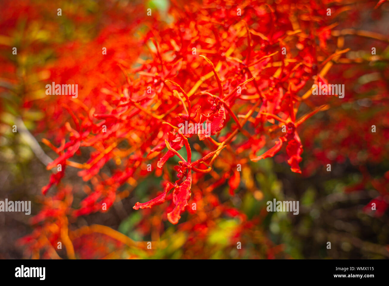 Renanthera hi-res stock photography and images - Alamy