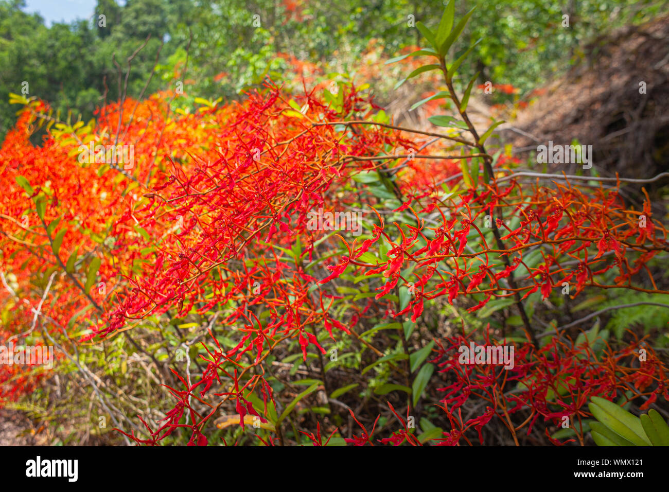 Renanthera coccinea Lour or red wild orchids found along the edge of ...