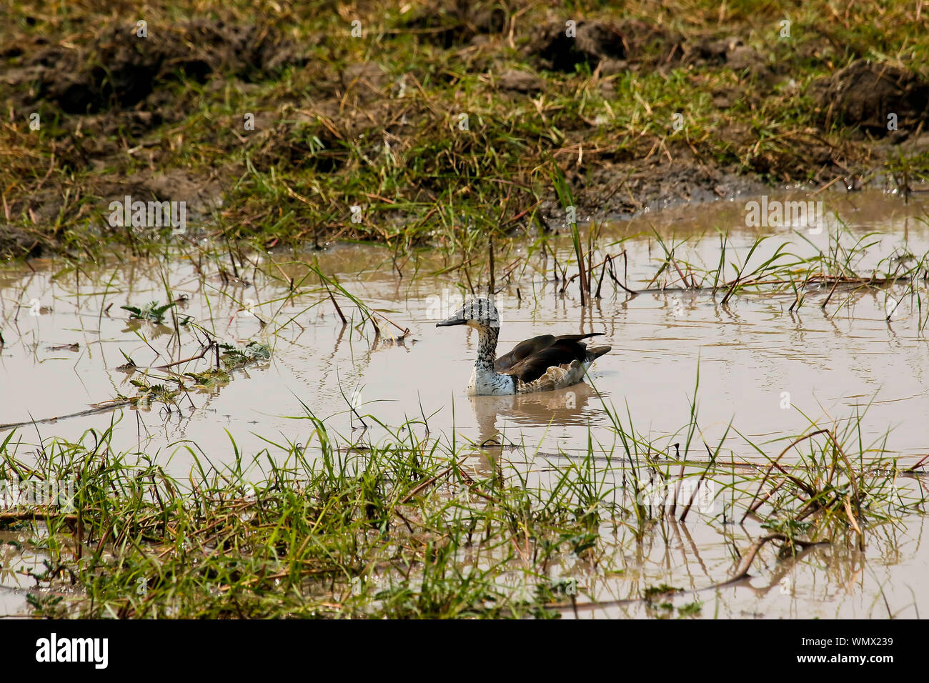 African duck hi-res stock photography and images - Alamy