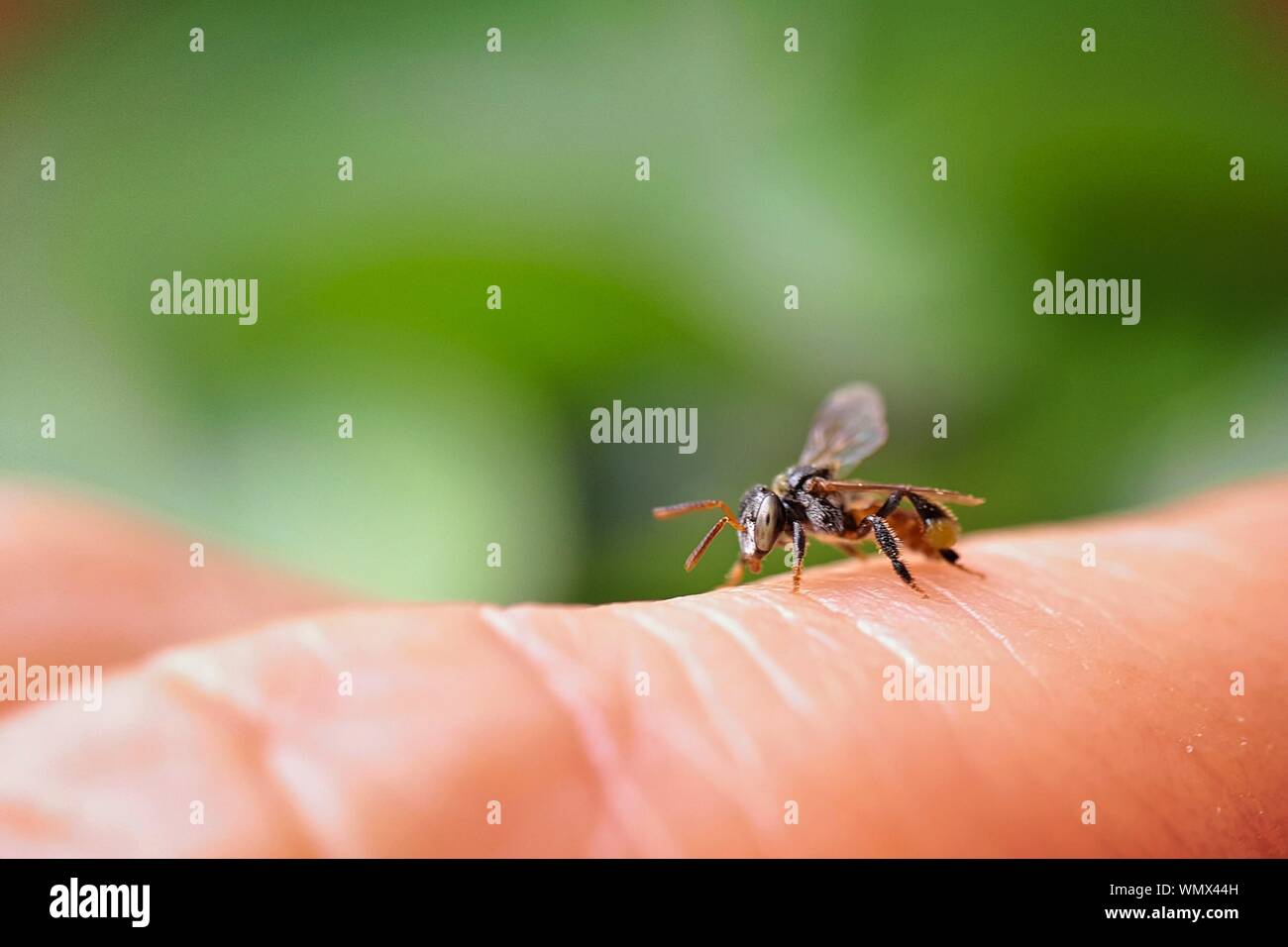 The human fly hi-res stock photography and images - Alamy