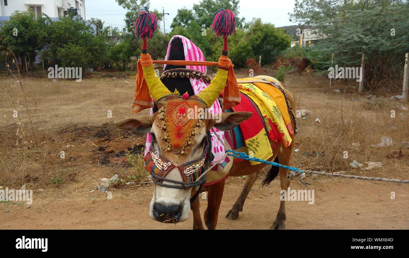 Decorated cow hi-res stock photography and images - Alamy