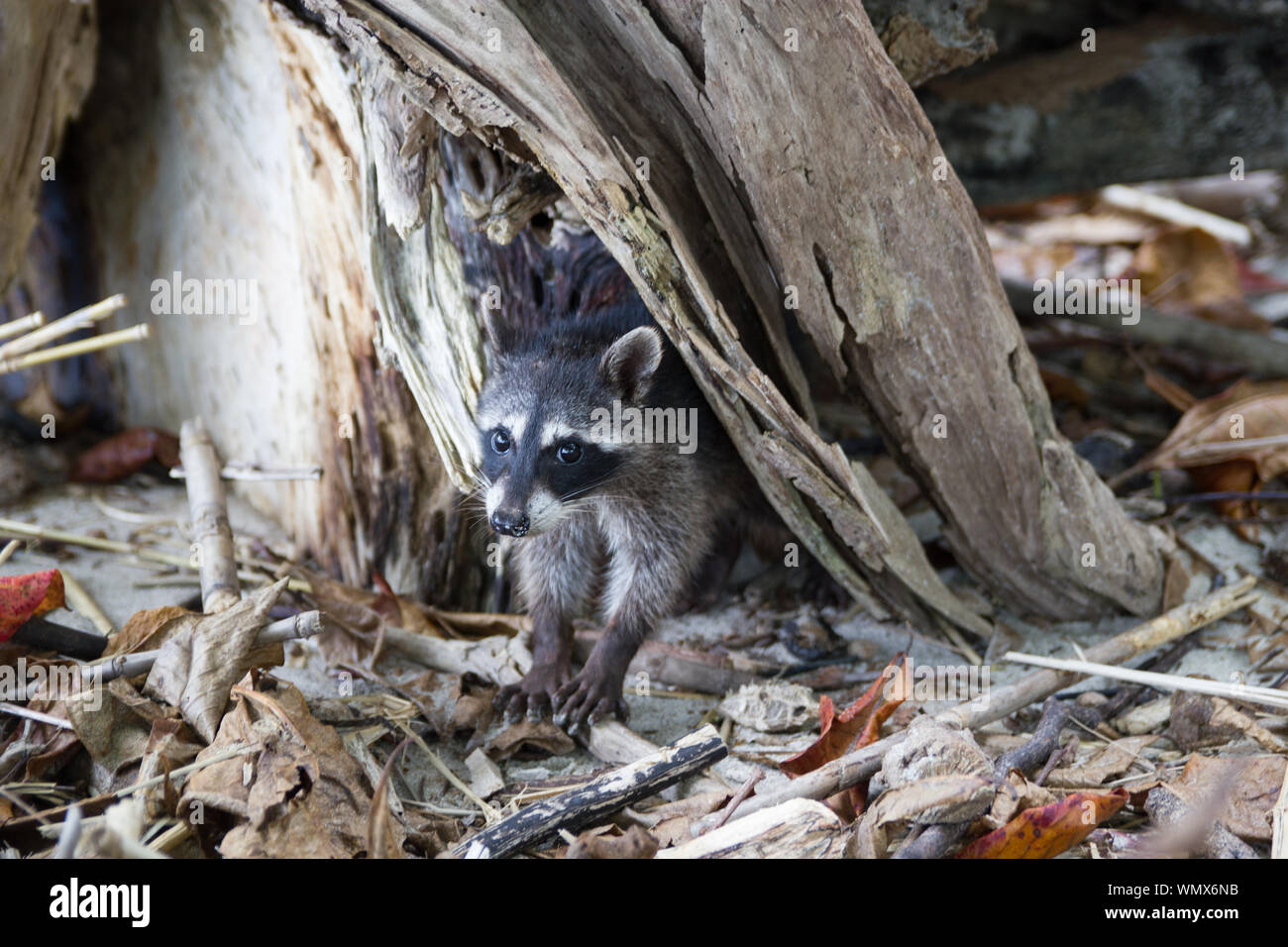 Coati Up Close High Resolution Stock Photography and Images - Alamy