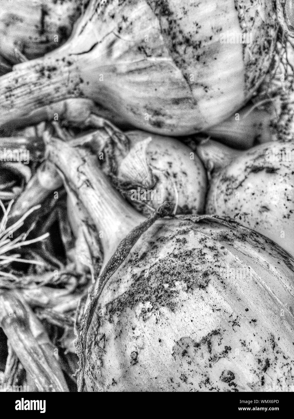 Spring Onion Black and White Stock Photos & Images - Alamy