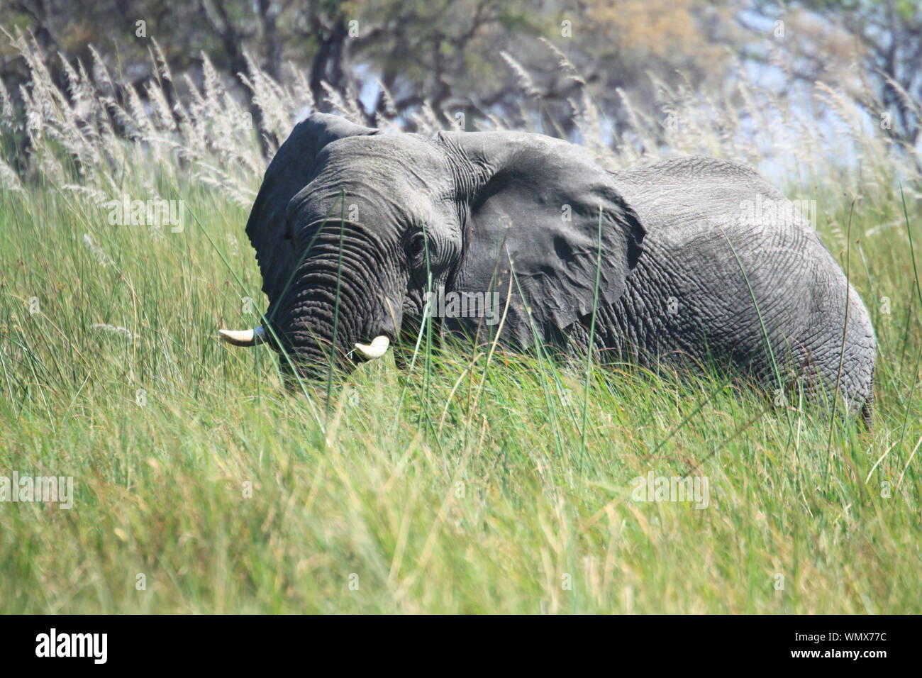 Okavango Delta, Bostwana, Africa Stock Photo - Alamy