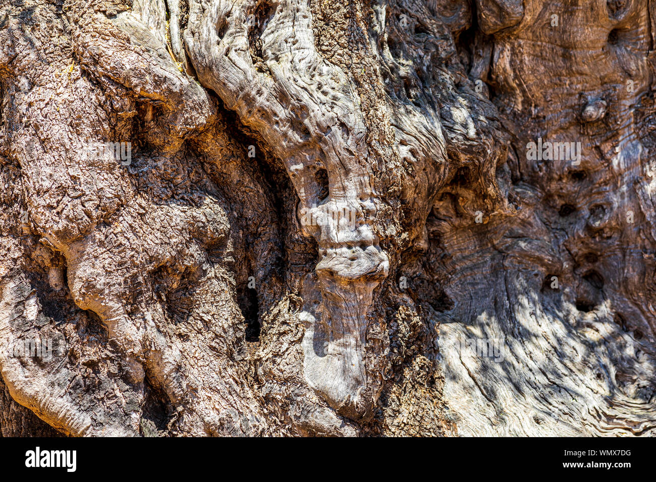 Olive tree bark hi-res stock photography and images - Alamy
