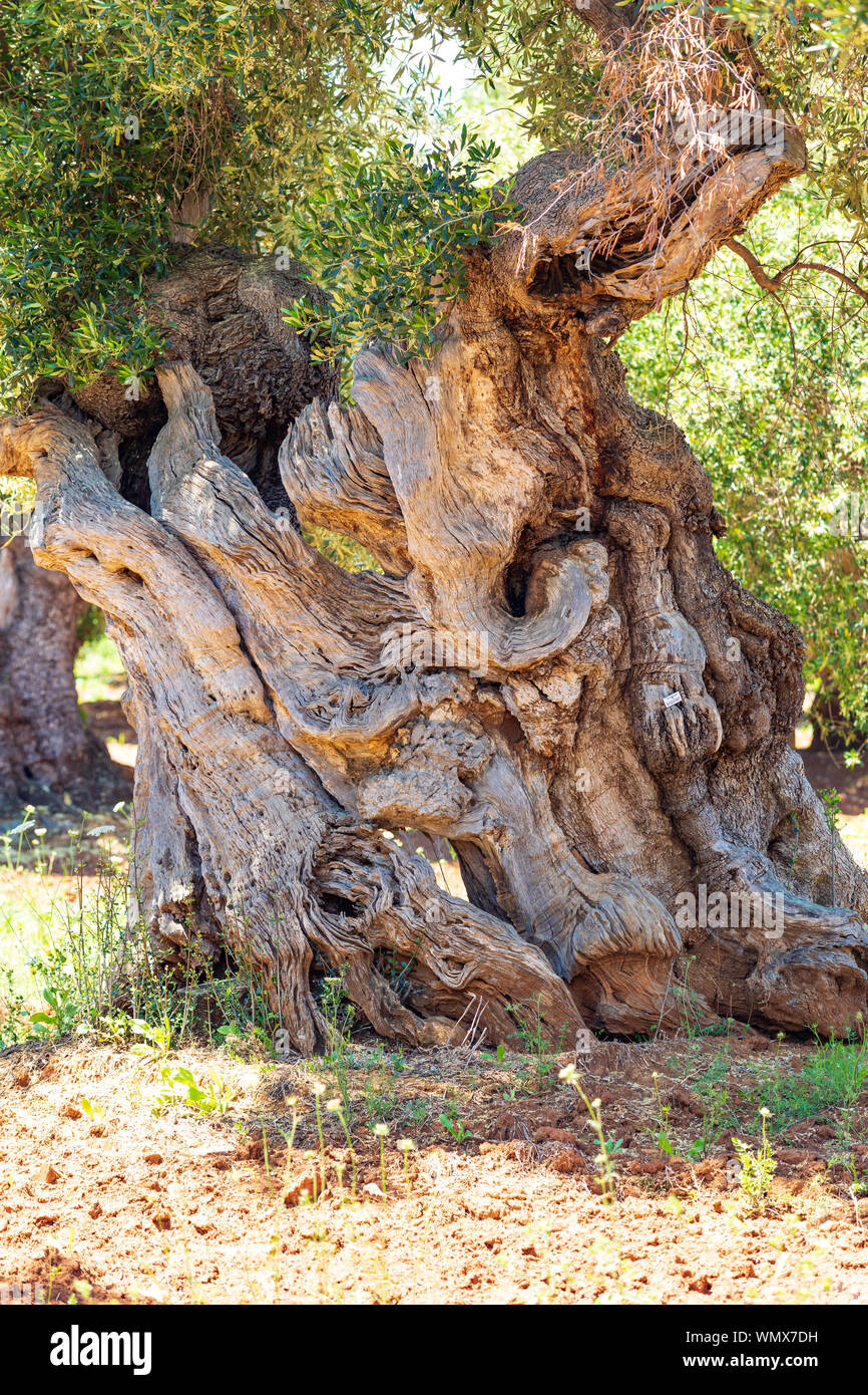 Italy, Apulia, Province of Brindisi, Ostuni. Huge ancient olive tree ...