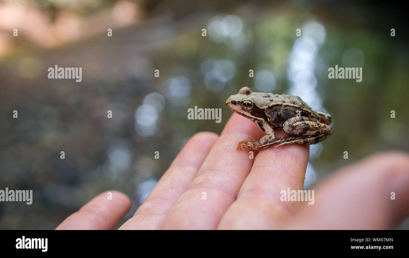 Person holding a frog hi-res stock photography and images - Alamy