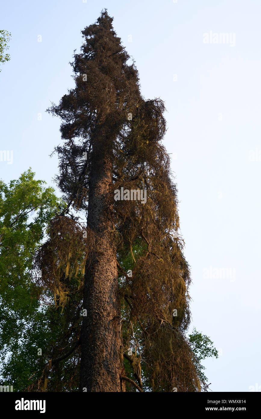 Spruce Bark Beetle High Resolution Stock Photography and Images - Alamy
