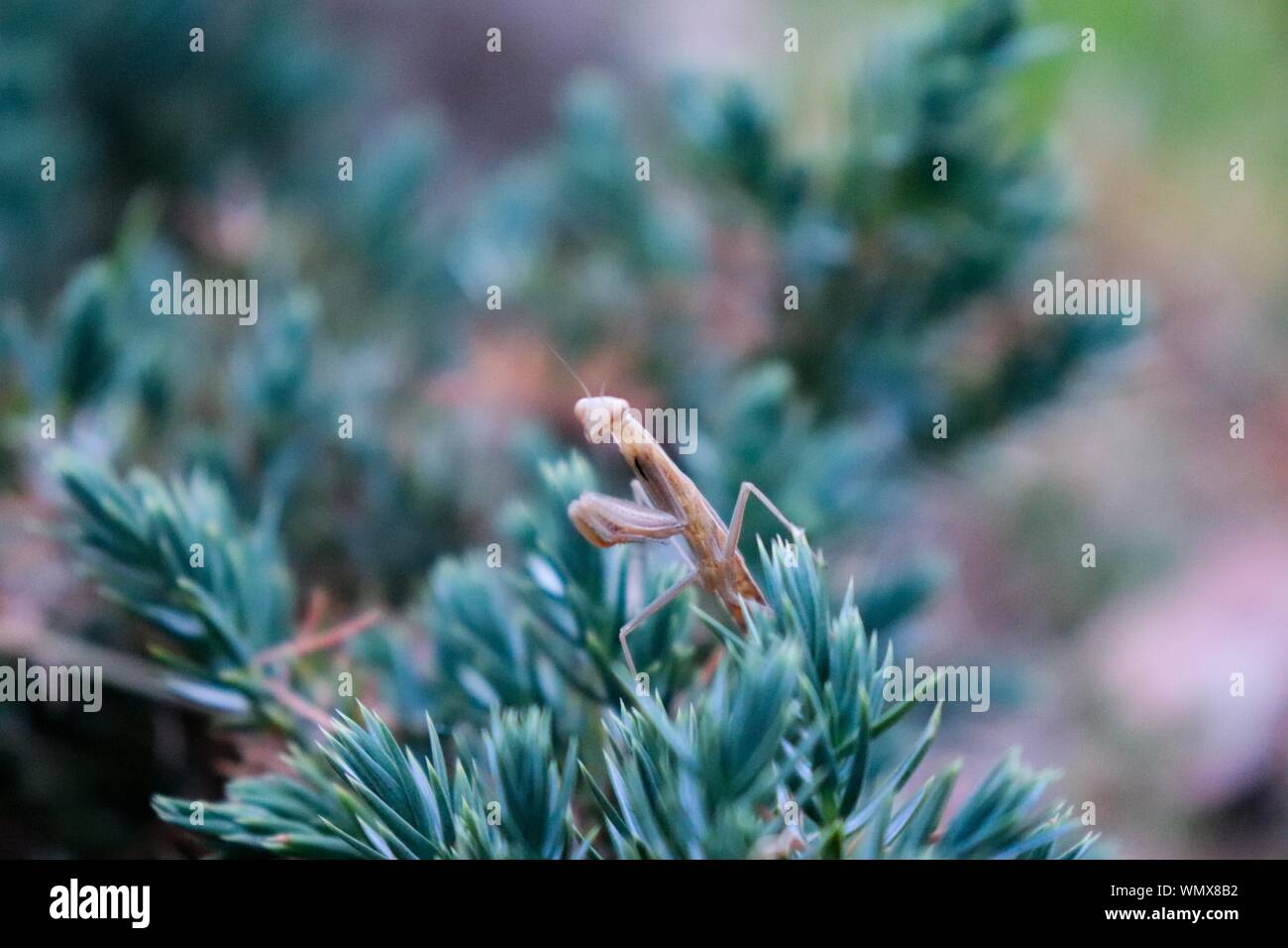 Closeup praying mantis standing blurred hi-res stock photography and ...
