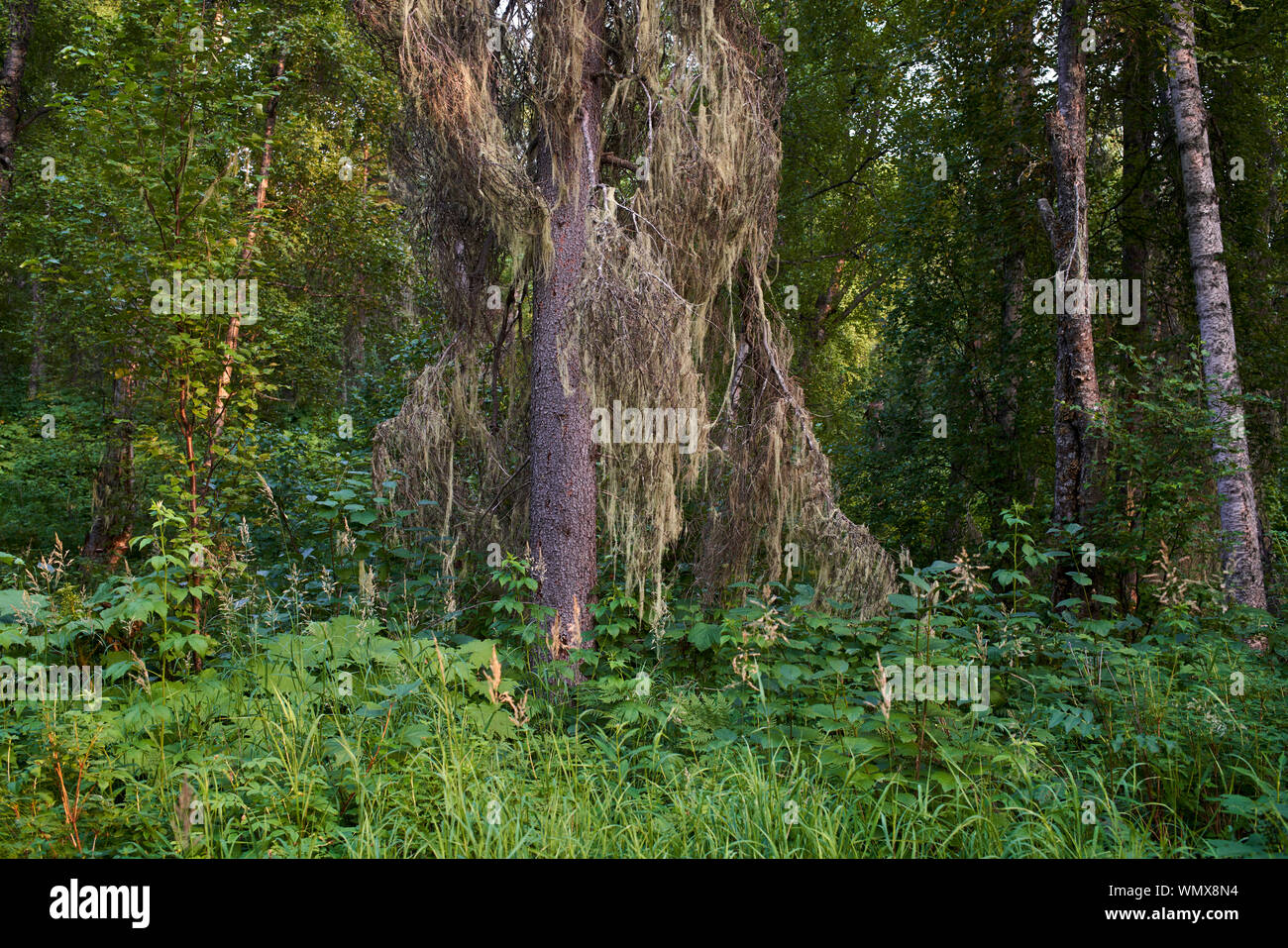 Alaska Spruce Bark Beetle High Resolution Stock Photography and Images ...