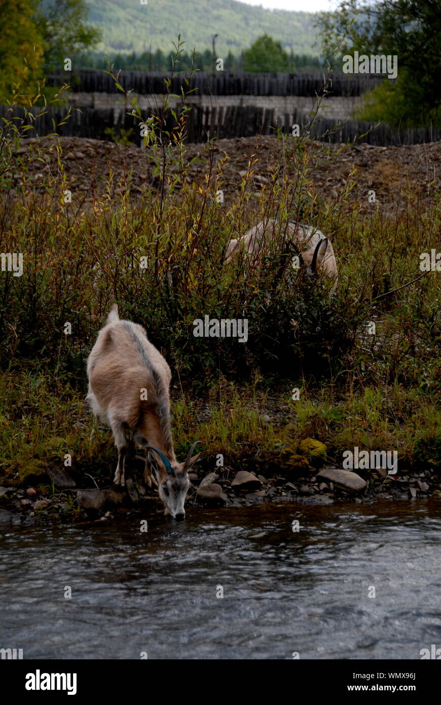Water goat hi-res stock photography and images - Alamy