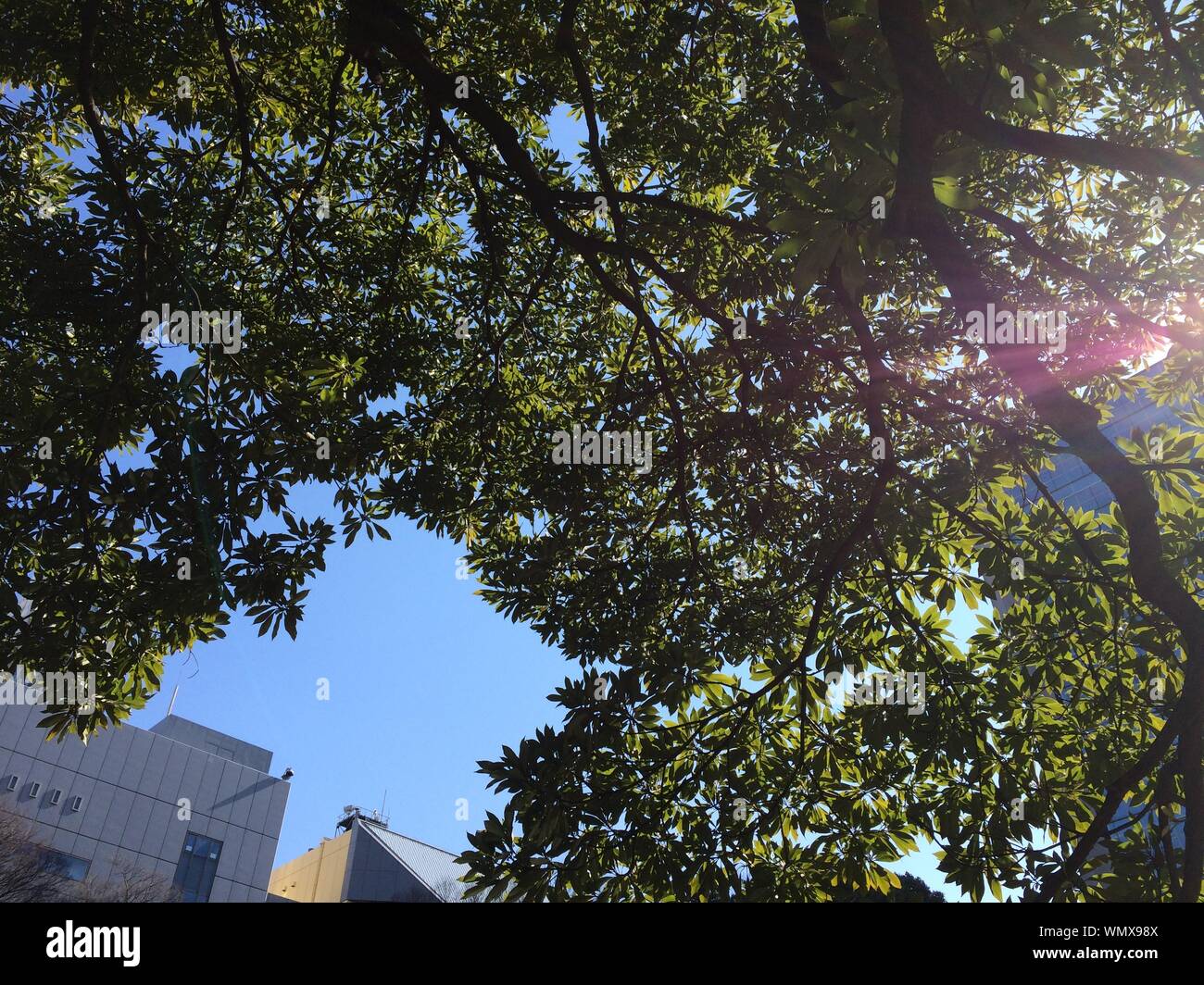 City tree canopy hi-res stock photography and images - Alamy