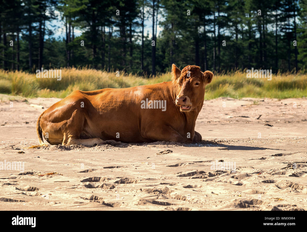 One cow side view on field hi-res stock photography and images - Alamy