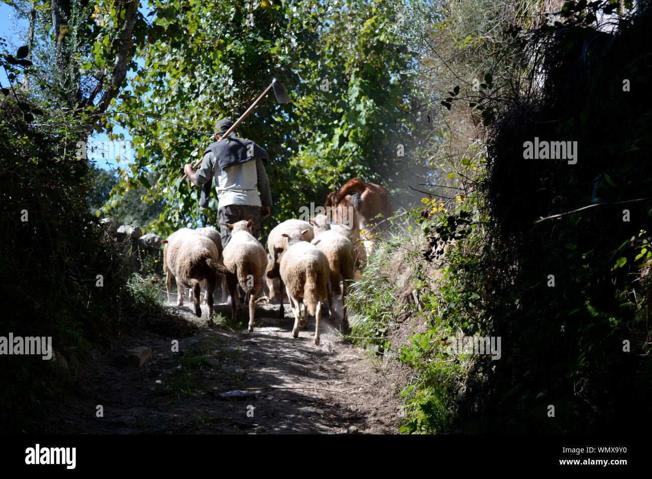 Man and sheep hi-res stock photography and images - Alamy
