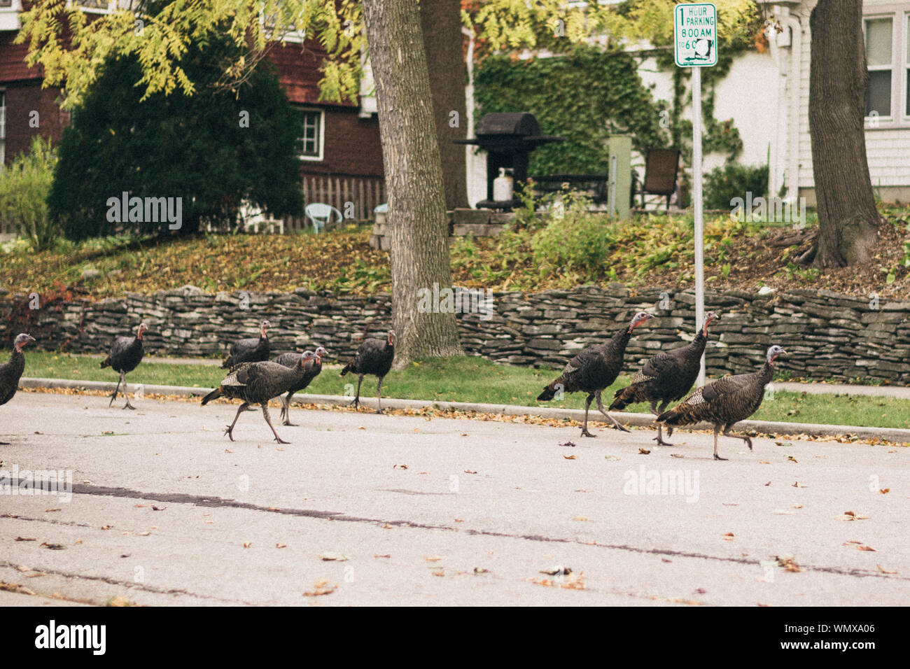 Young wild turkeys hi-res stock photography and images - Alamy