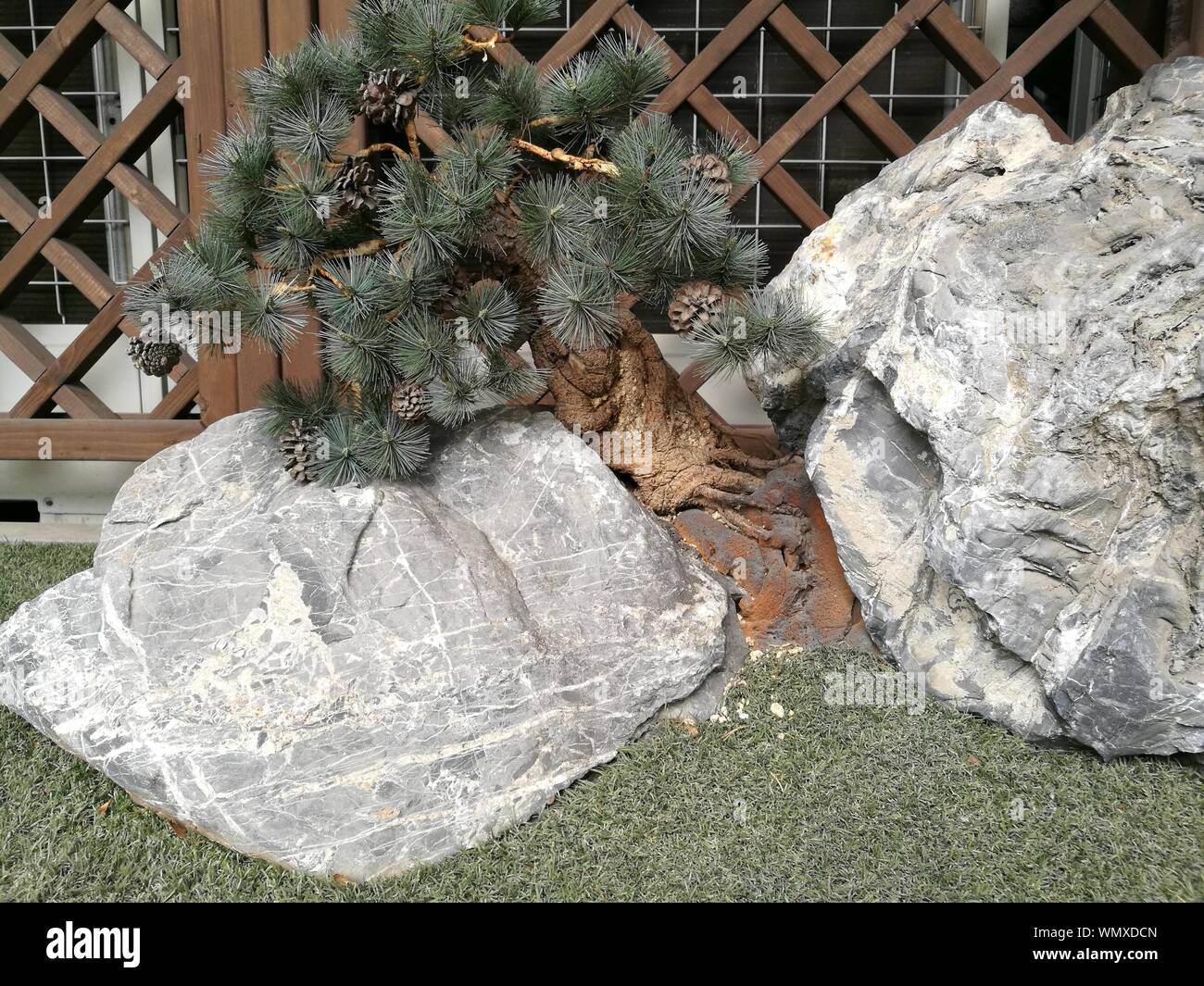 Rock with tree growing hi-res stock photography and images - Alamy