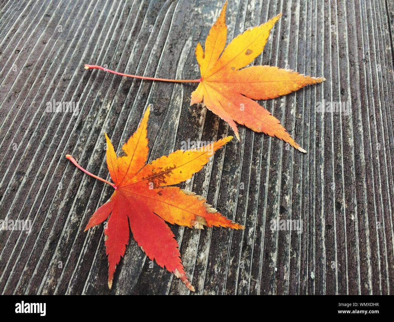 Beauty of change hi-res stock photography and images - Alamy