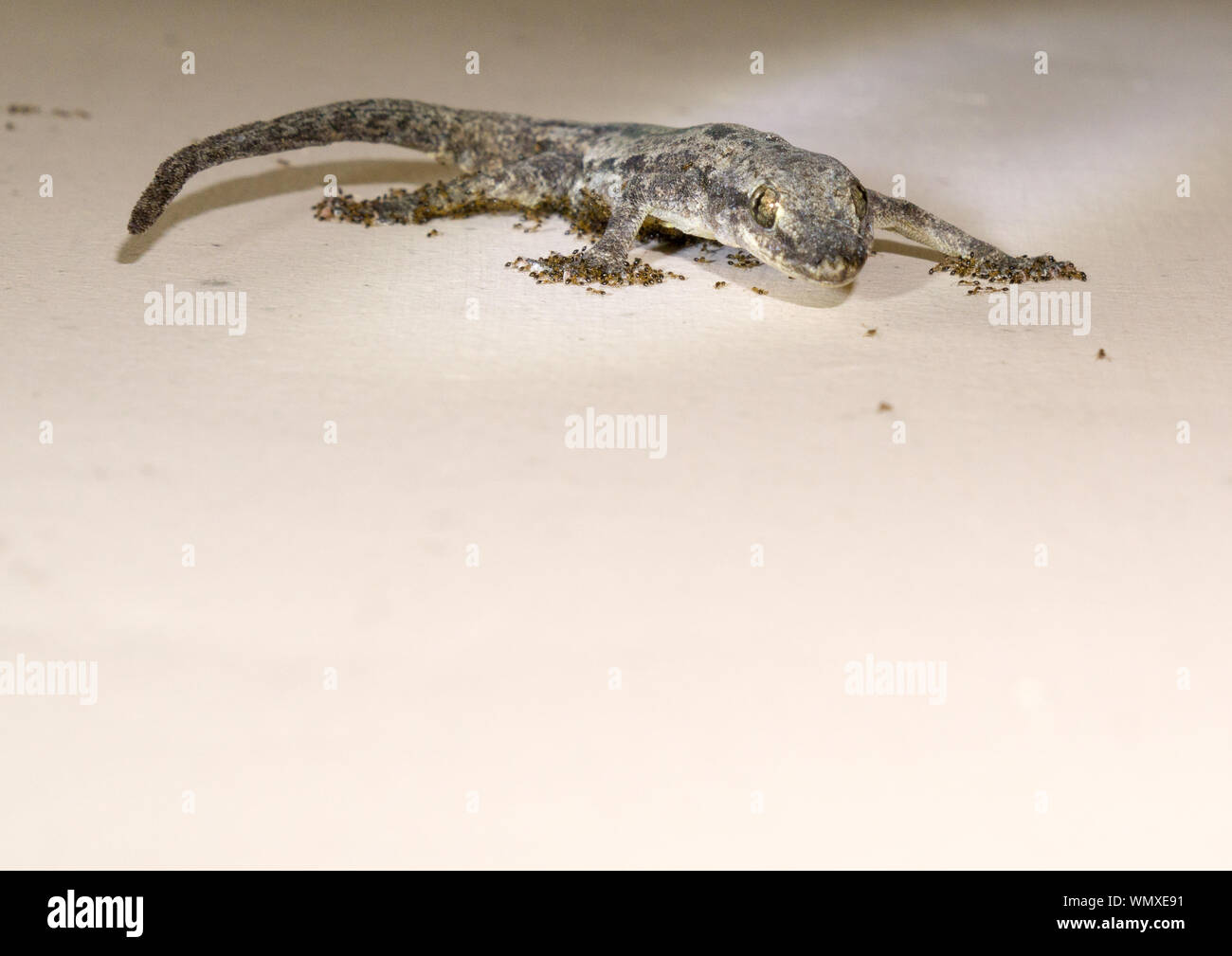 Ant Feeding Lizard High Resolution Stock Photography and Images - Alamy