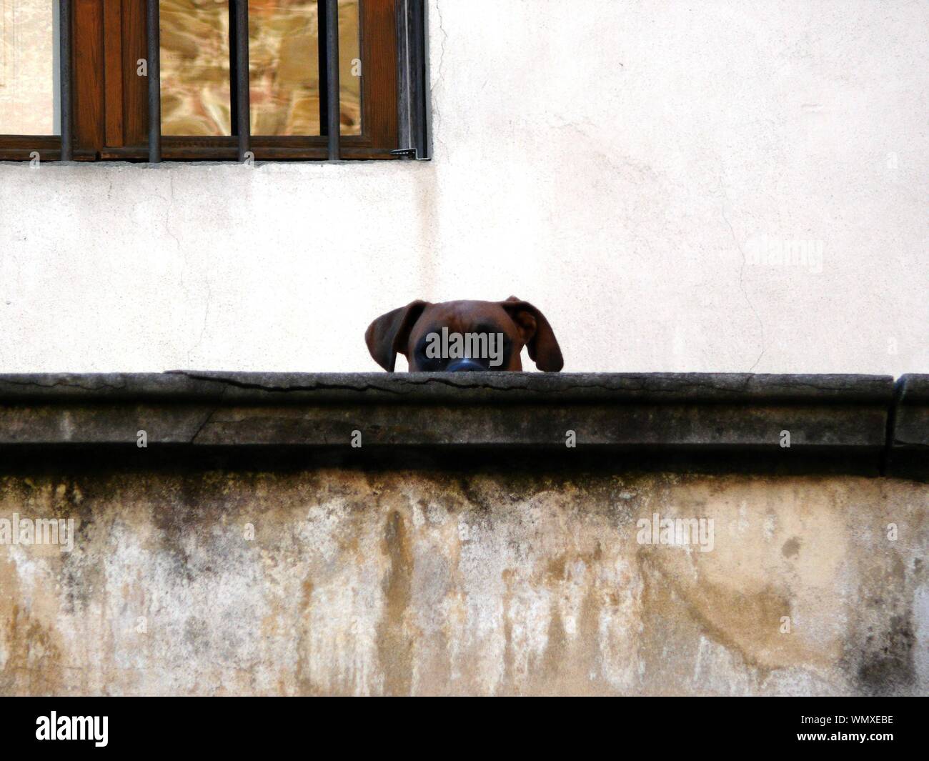 Dog behind wall hi-res stock photography and images - Alamy