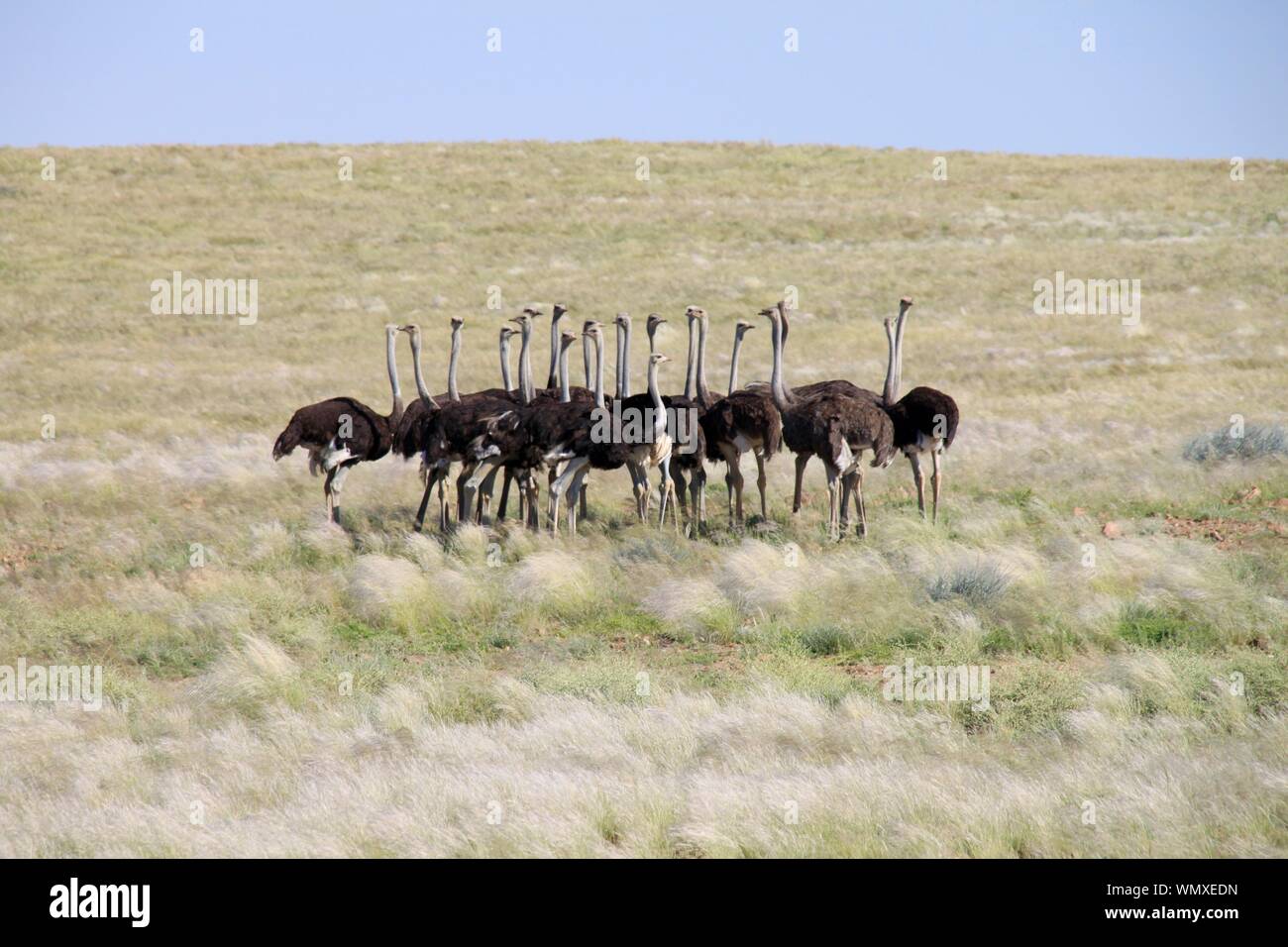 Herd of animals hi-res stock photography and images - Alamy