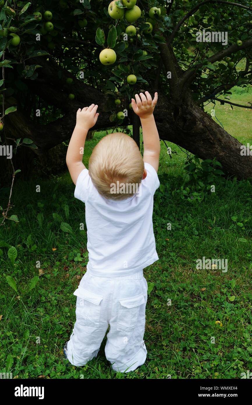 Plucking fruit hi-res stock photography and images - Alamy