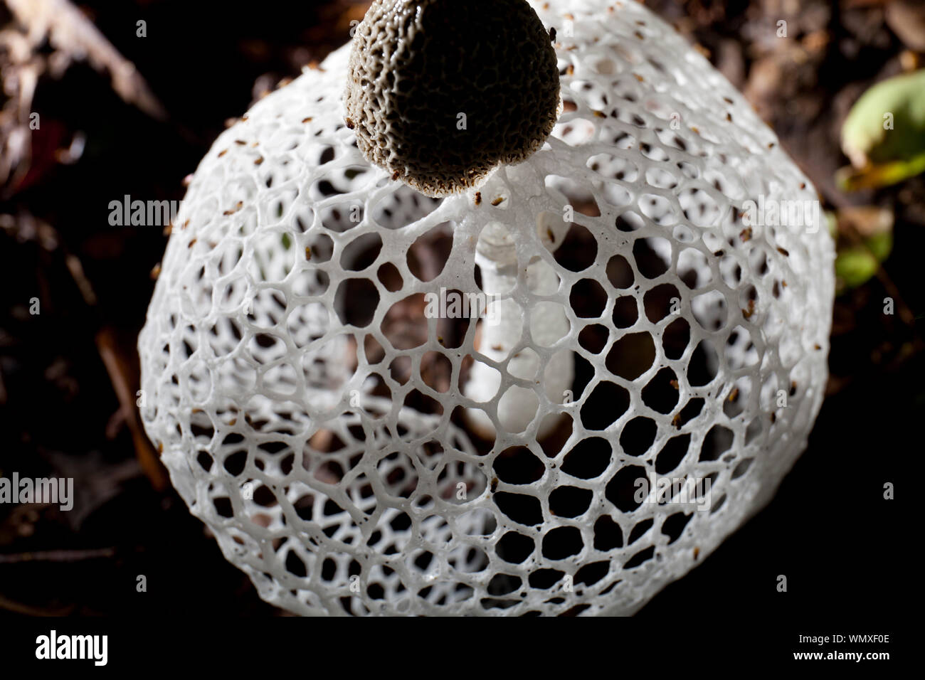 Bamboo fungus hi-res stock photography and images - Alamy