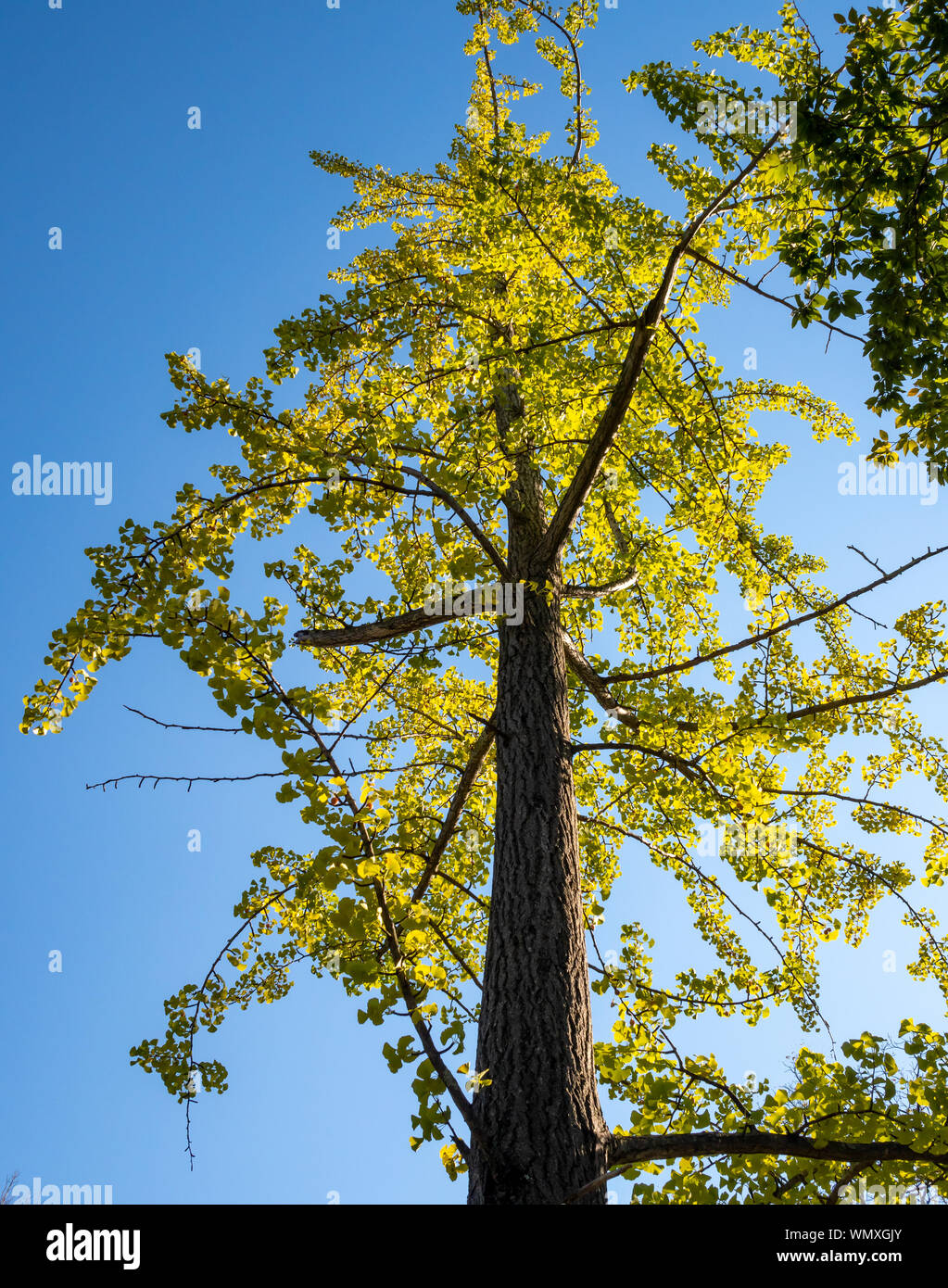 looking up at a tree with fall colors in the park Stock Photo - Alamy