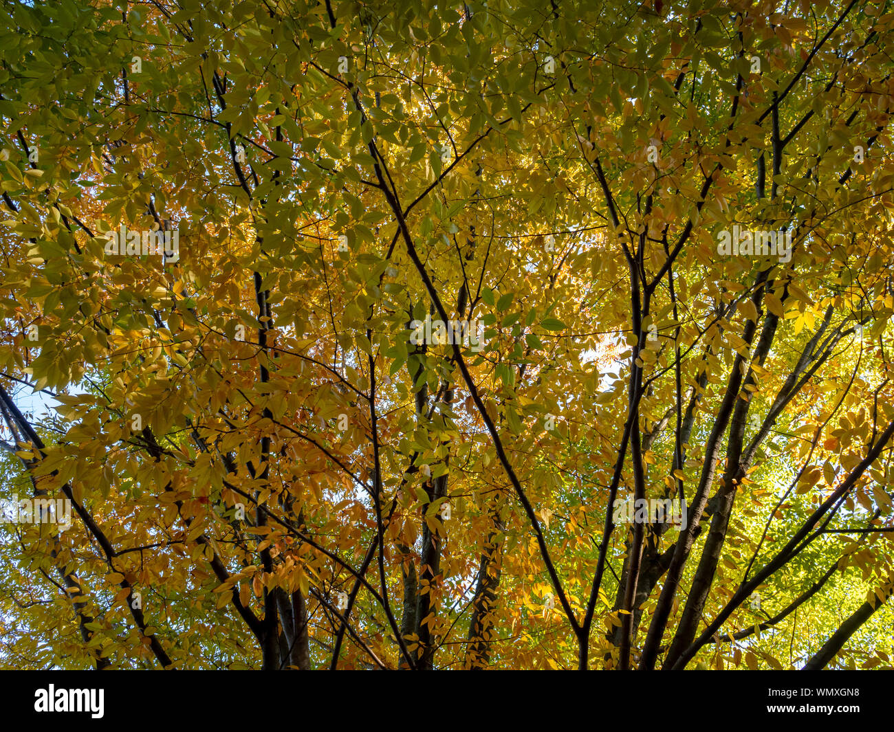Inside A Tree With Fall Colors In The Park Stock Photo Alamy inside-a-tree-with-fall-colors-in-the-park-stock-photo-alamy