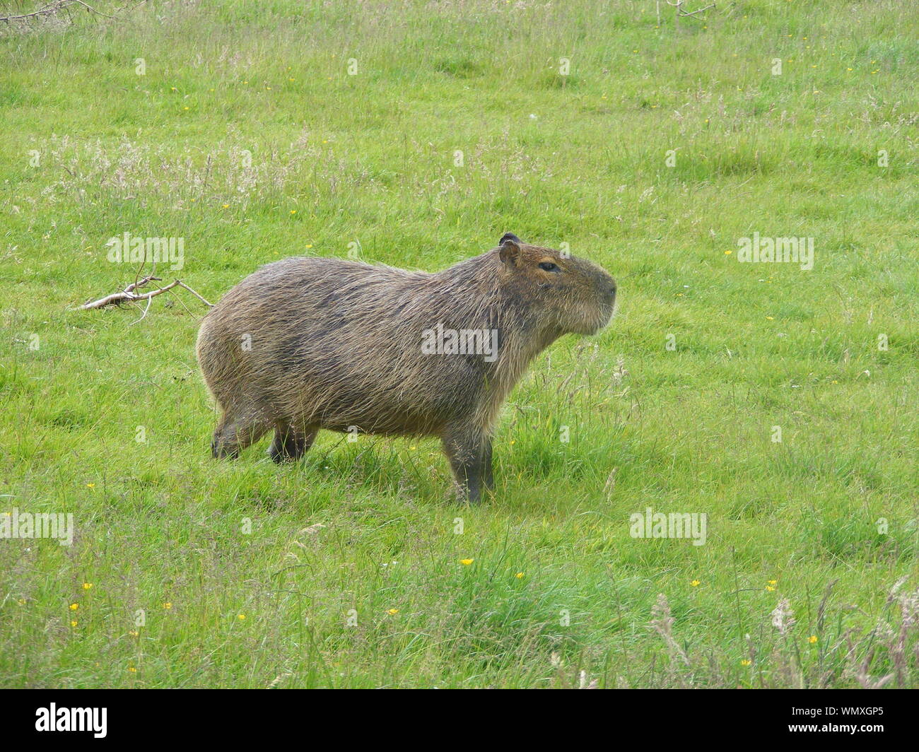 Capybara on the grass hi-res stock photography and images - Alamy