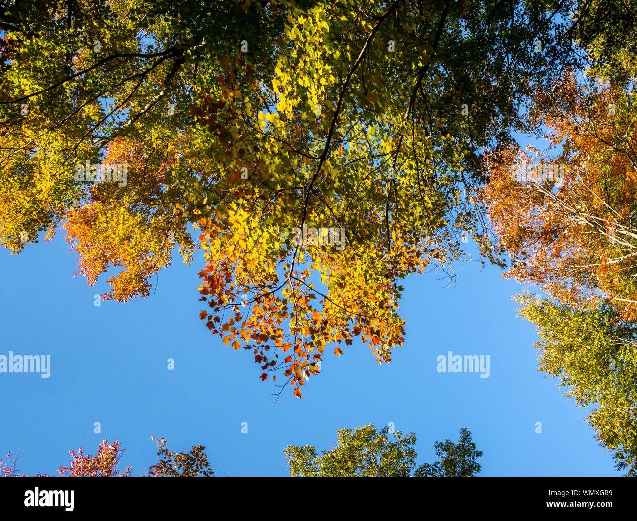 Blue sky and foliage hi-res stock photography and images - Alamy