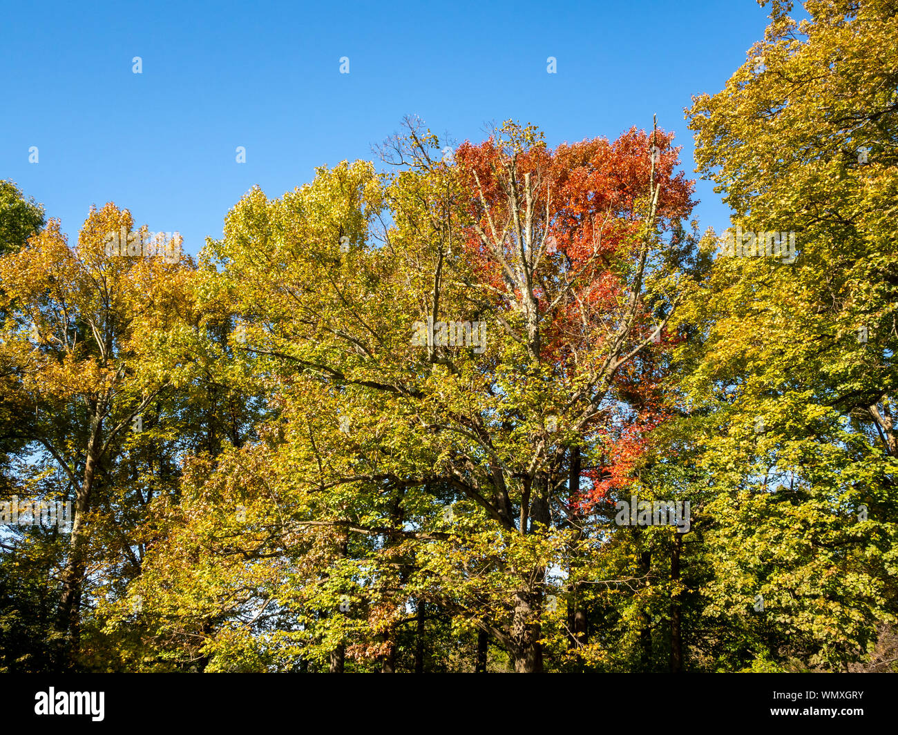 New jersey fall colors hi-res stock photography and images - Alamy