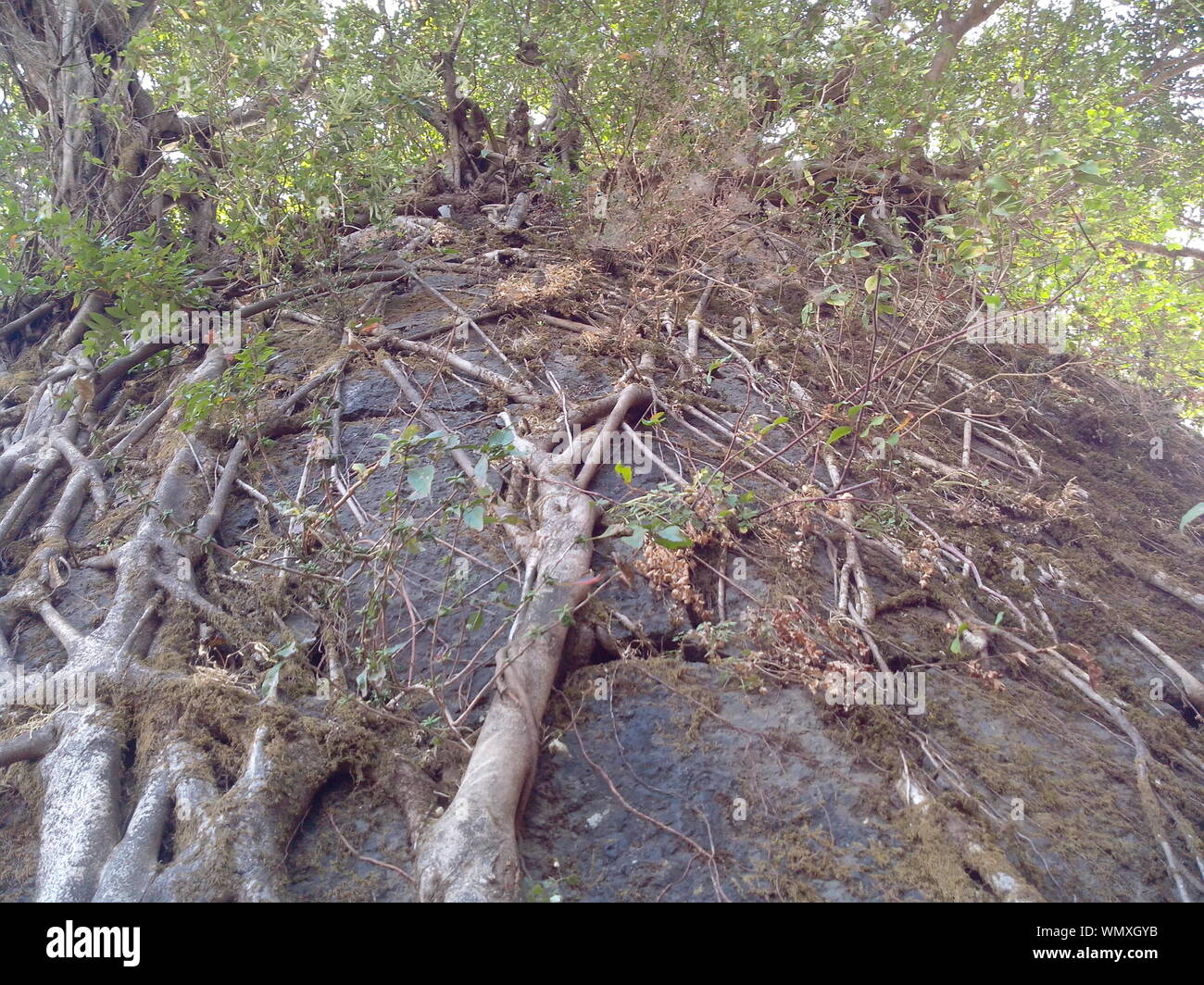 Stone wall root tree stone hi-res stock photography and images - Alamy