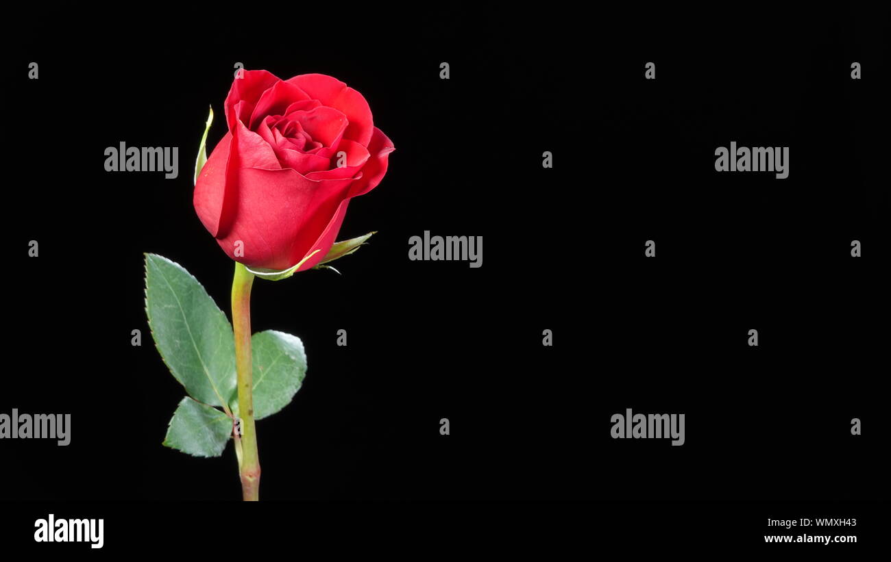 Beautiful single red rose in budding stage against background Stock ...