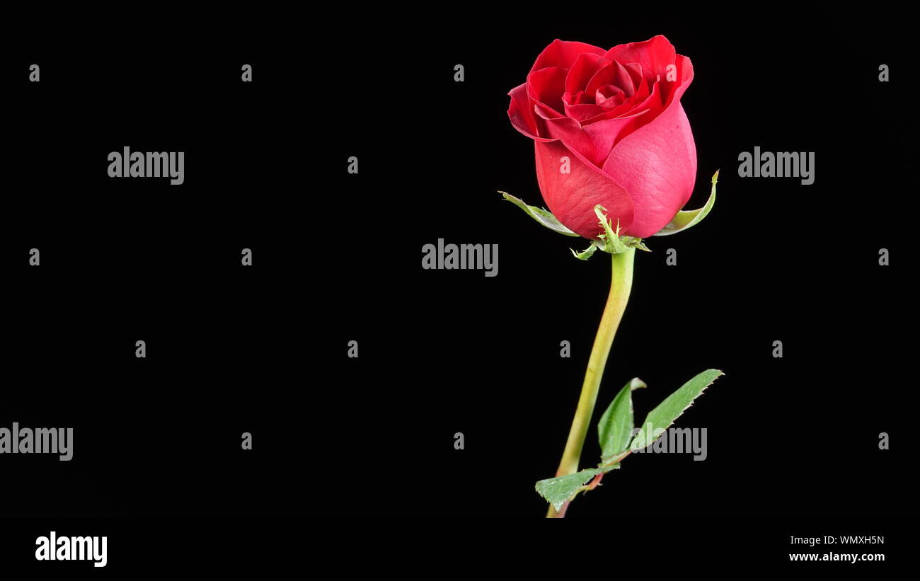 Budding rose hi-res stock photography and images - Alamy