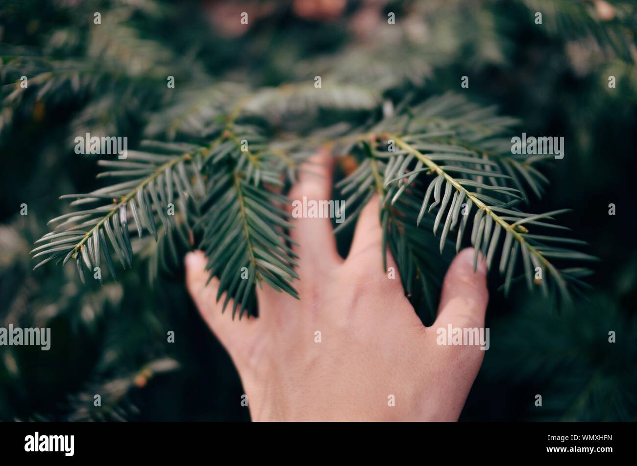 Person touching tree branch hi-res stock photography and images - Alamy