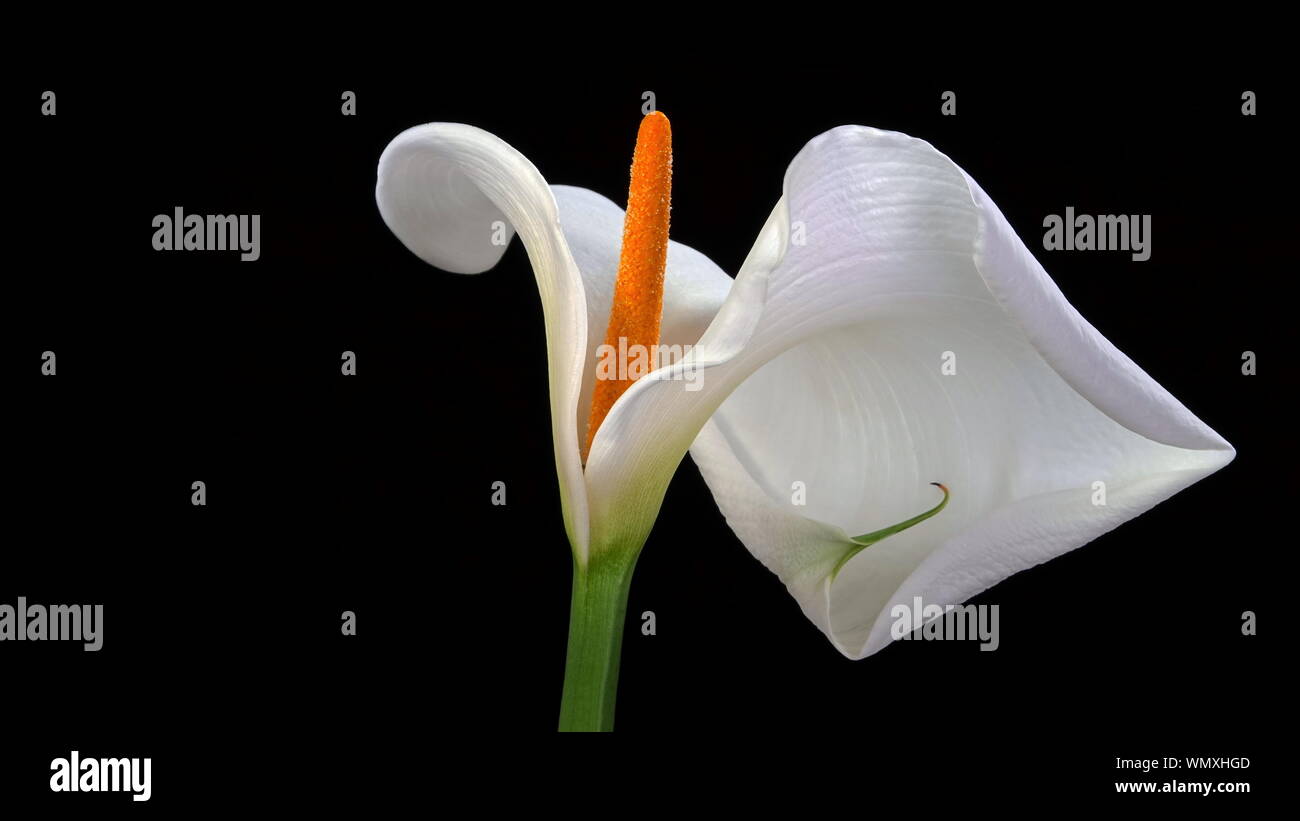 Black And White Calla Lily Photography