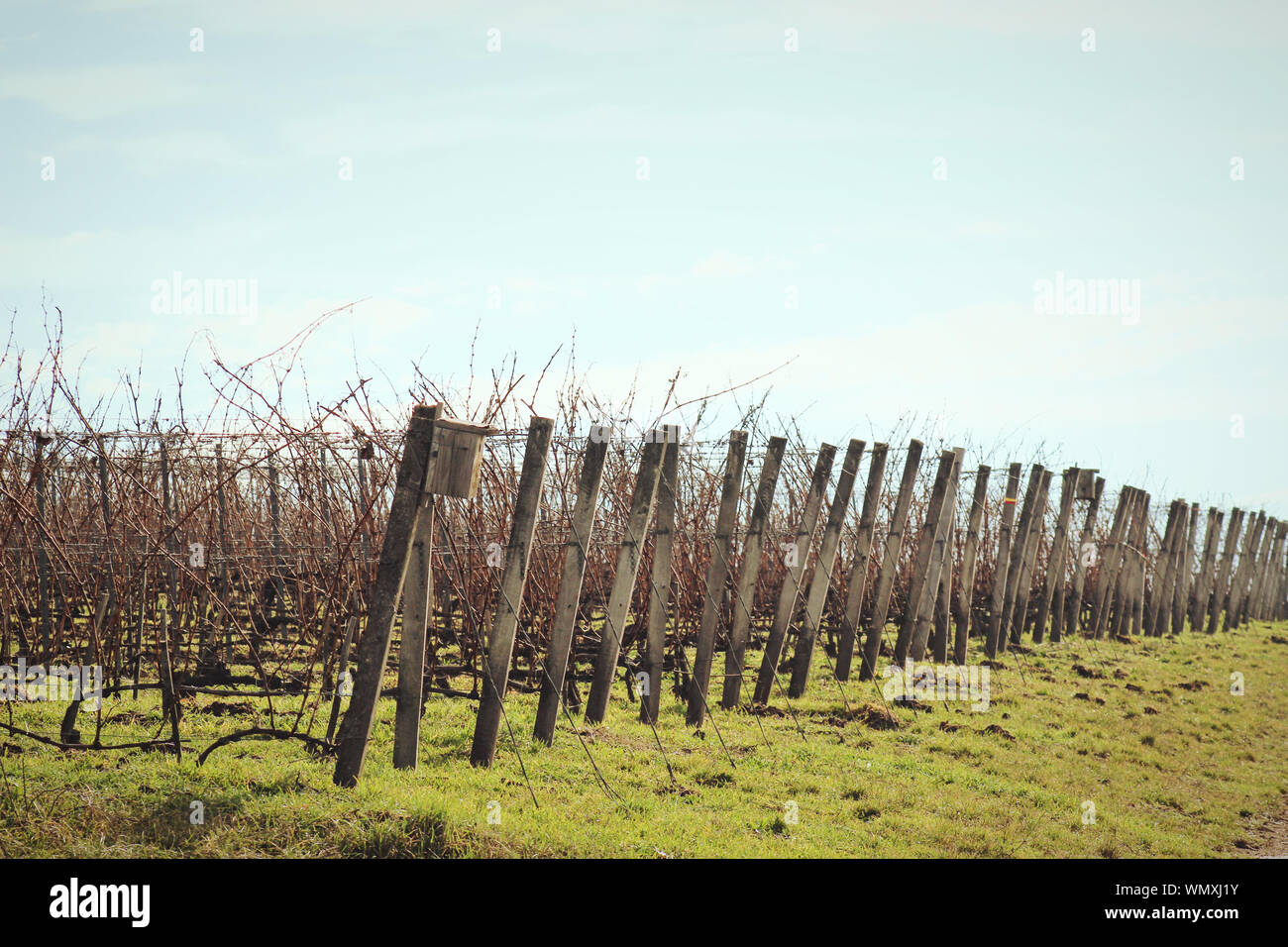 Tokaj wine region hi-res stock photography and images - Alamy