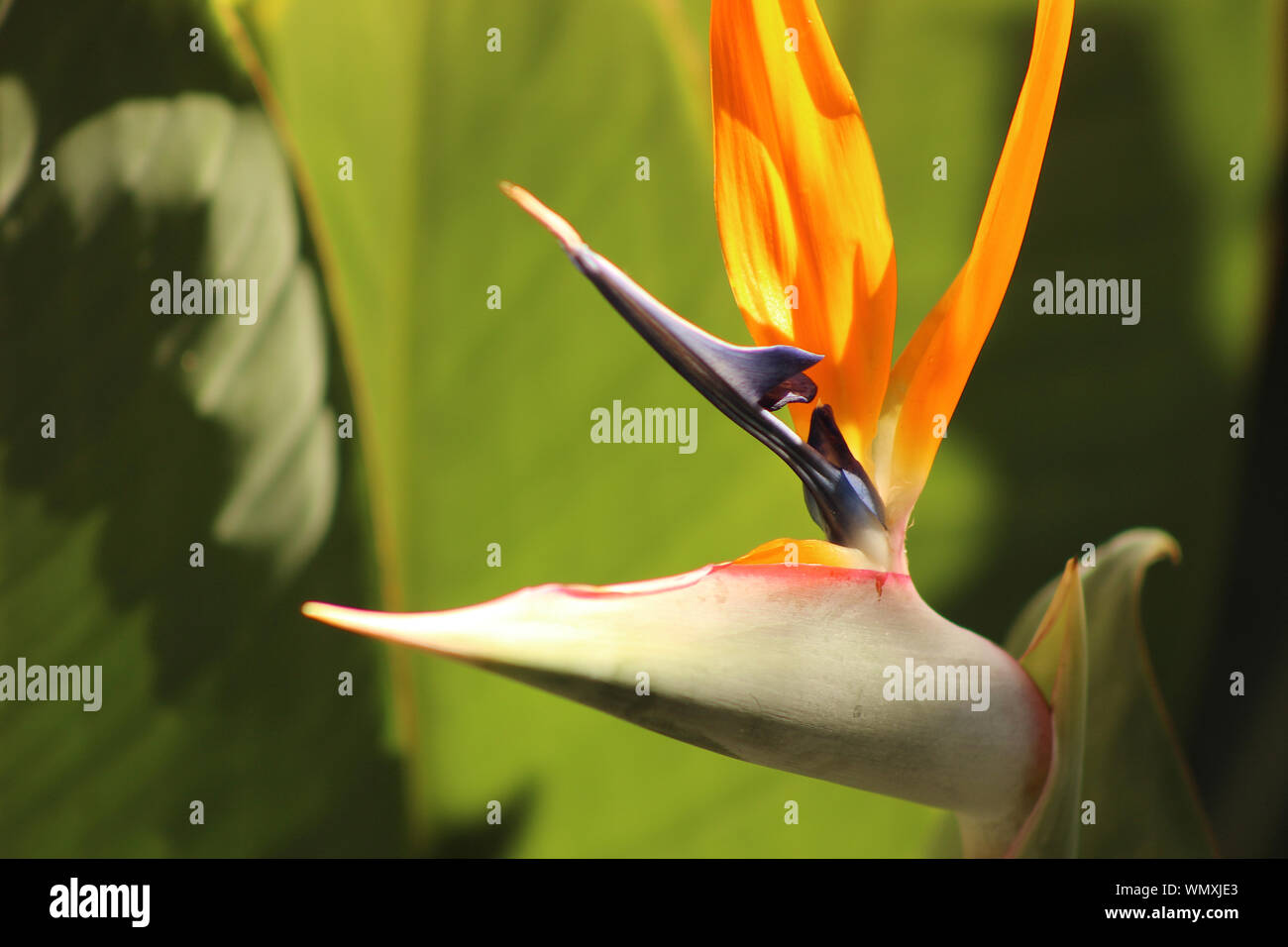 Orange paradise bird hi-res stock photography and images - Alamy