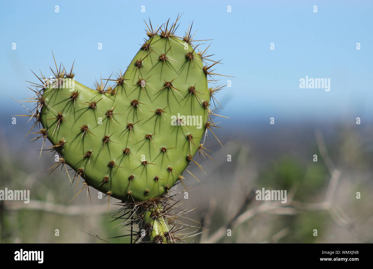 Cactus leaf hi-res stock photography and images - Alamy