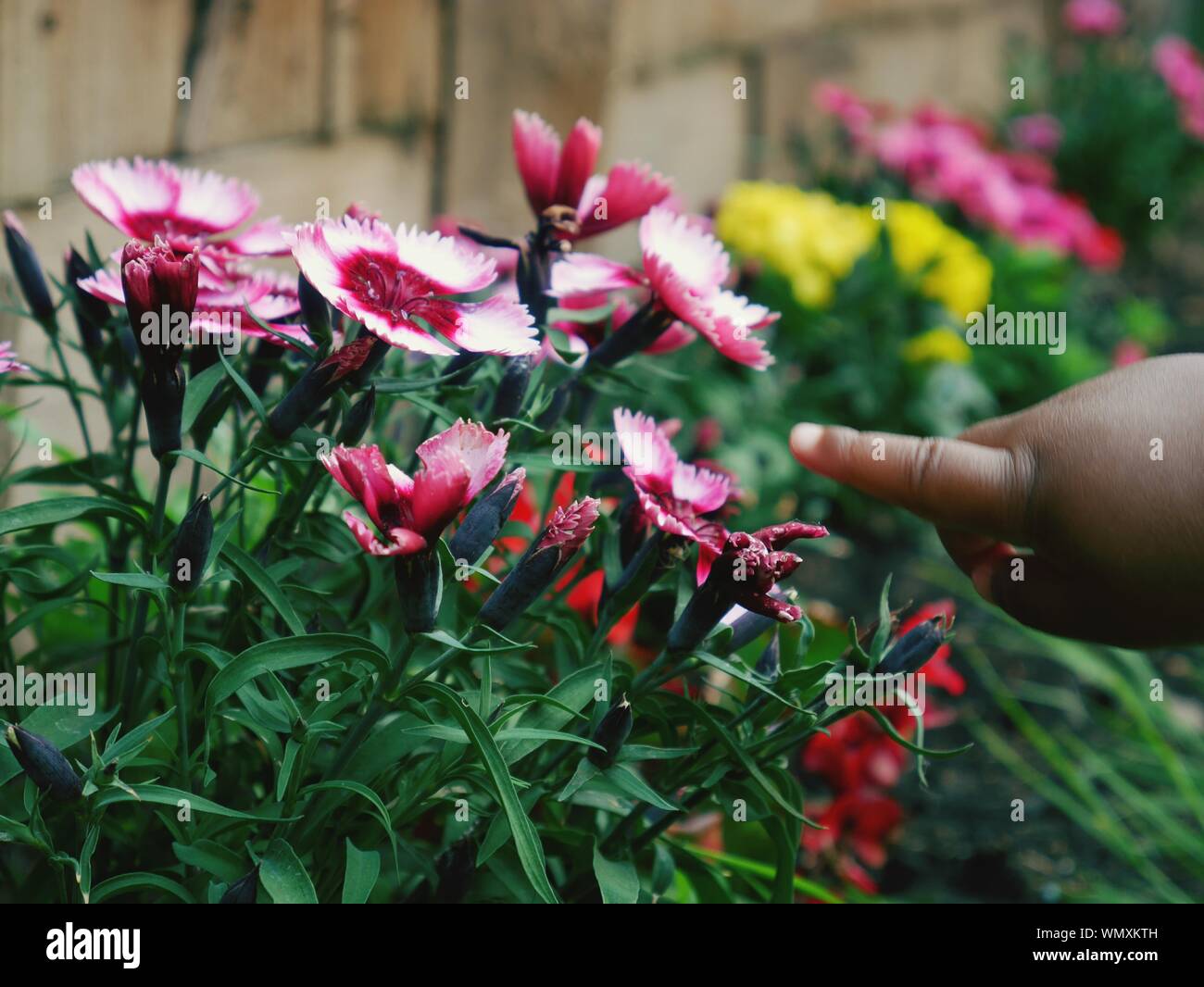 Pointing at flowers hi-res stock photography and images - Alamy