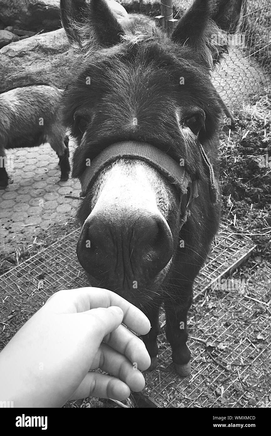 Person on donkey hi-res stock photography and images - Alamy