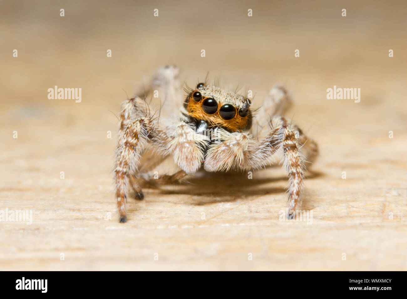 Extreme Close-up Of Jumping Spider Stock Photo - Alamy