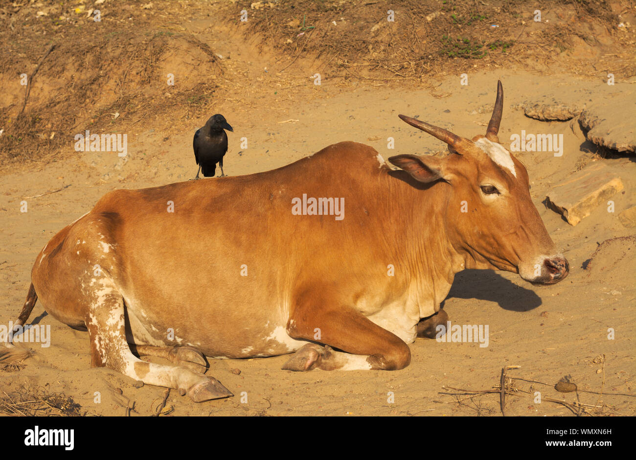 Horned Raven High Resolution Stock Photography and Images - Alamy