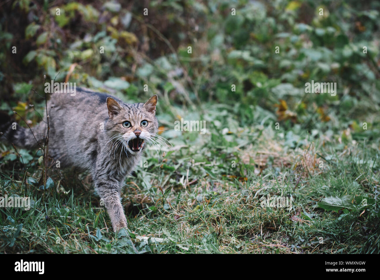 Cat open mouth hi-res stock photography and images - Alamy